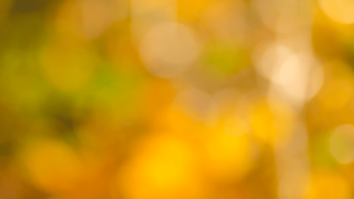 Semi Annual Fall Sale 2025 – Page 5